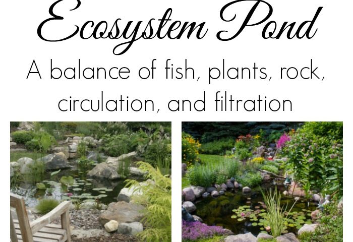 Water Gardening Tips | Koi Pond How To | Backyard Inspiration