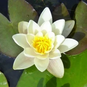 Waterlilies for Purchase | Waterlilies Near Me | Aquascape