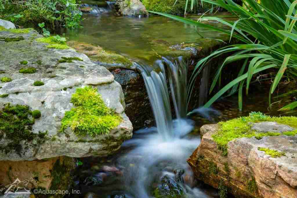 How to Keep Your Pond Water Clean and Healthy | Pond Tips