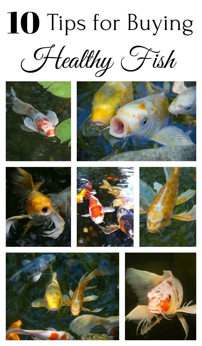10 Tips for Purchasing Healthy Fish for Your Pond | Aquascape