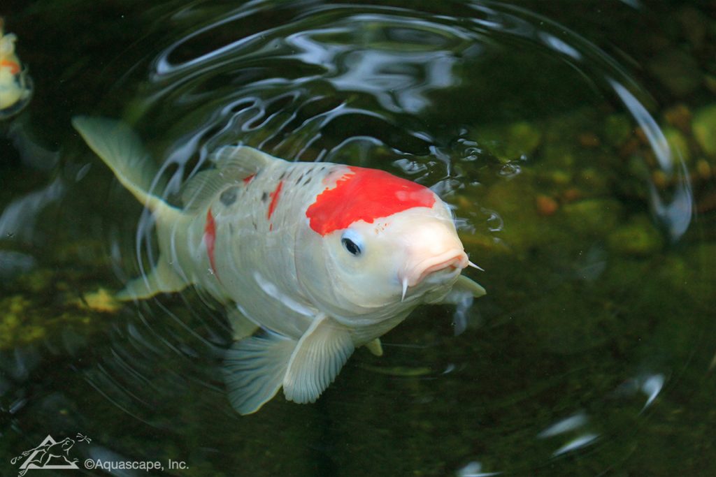 Tips for Healthy Koi and Pond Fish | Koi Fish Care | Aquascape