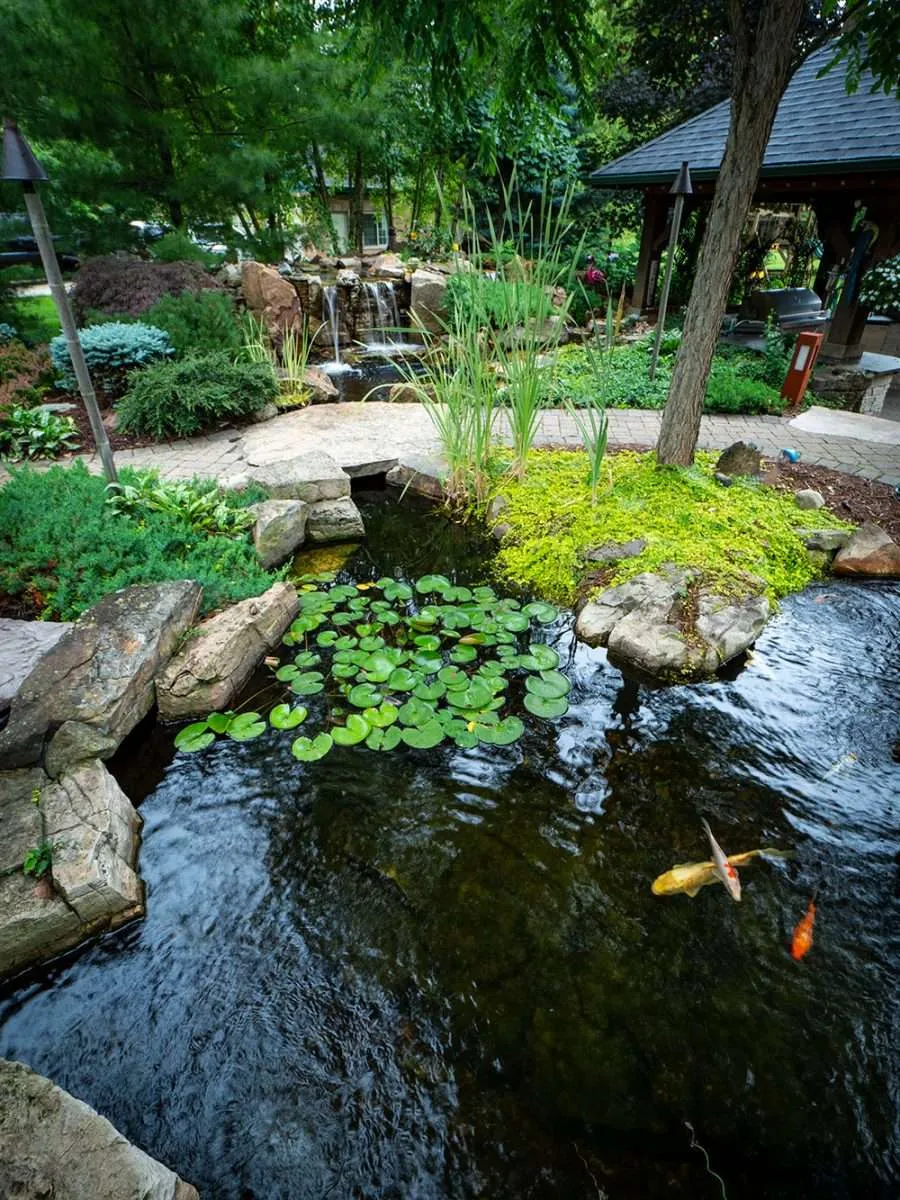 Japanese Garden Koi Pond Waterfall